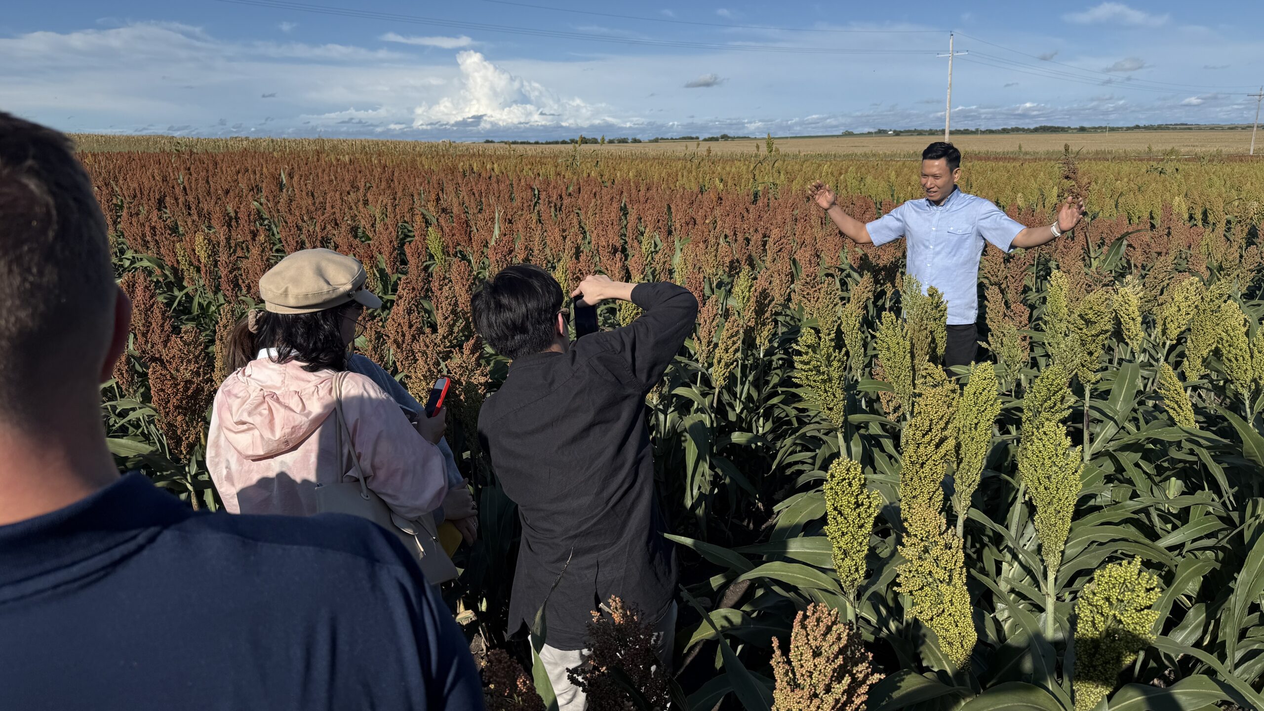 VN4 – Kansas Grain Sorghum